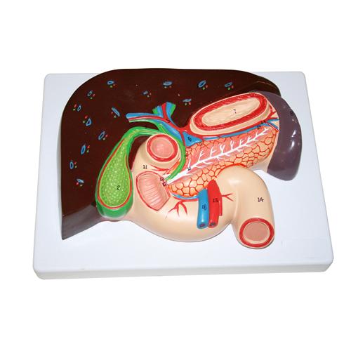 Liver & Gall Bladder Relief Model