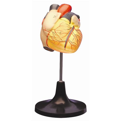 Life-Size Heart Model