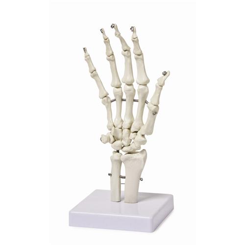 Hand Skeleton Model