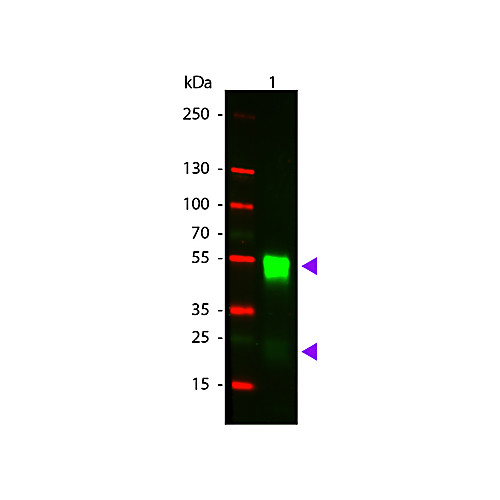 Anti-RABBIT IgG [H&L] (GOAT) Antibody CY3 Conjugated Min X Bv Ch Gt GP ...