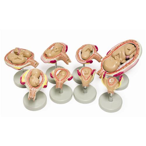 Fetus Development Model