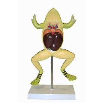 Animal Dissection Models