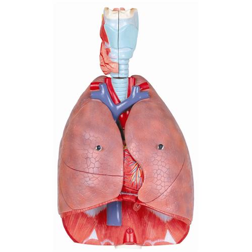 Human Respiratory System Models