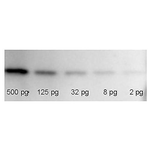 RFP Western Blot Kit: for RFP Chemiluminescent Western Blotting, 1Each