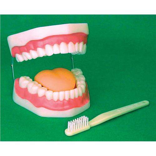 Oral Hygiene Model