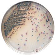 Chromagar at Thomas Scientific