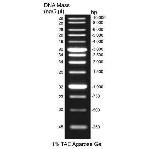 1 Kb DNA Ladders 1 Kb DNA Ladders