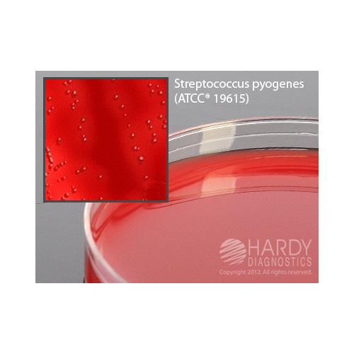 Selective Beta Strep Agar