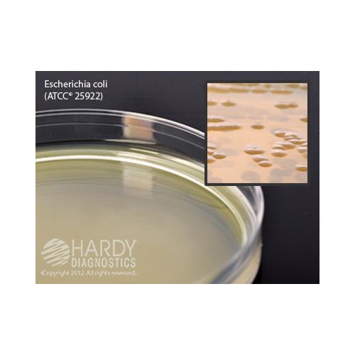 BHI (Brain Heart Infusion) Agar