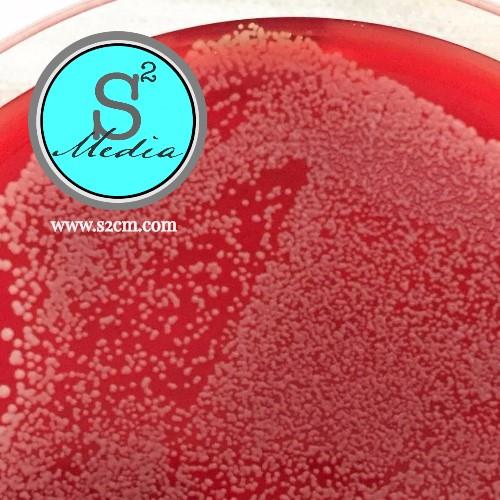 PEA Agar with 5% Sheep Blood