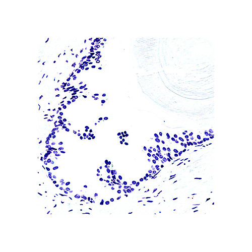 Blue Feulgen Stain Kit