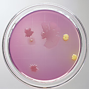 Rodac Plates at Thomas Scientific