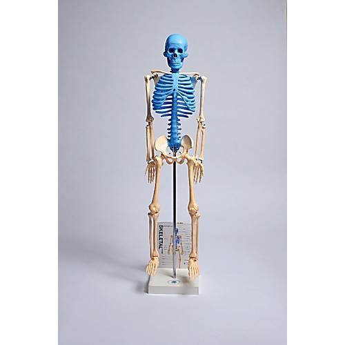 Human Mini Skeleton Model