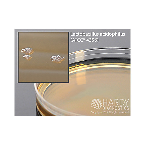 Lactobacilli MRS Agar