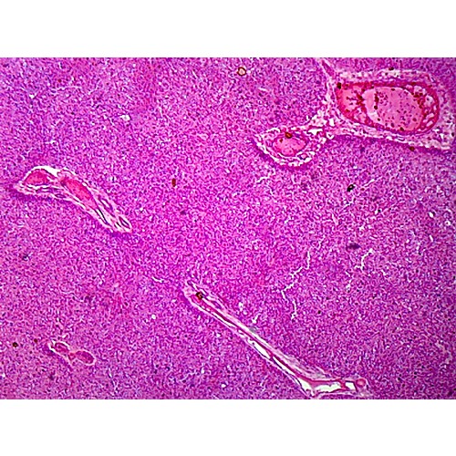 Prepared Microscope Slide,Liver Section. Mammal,Hepatic Cells
