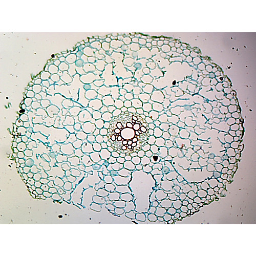 Prepared Microscope Slide,Ranunculus Root C.S.