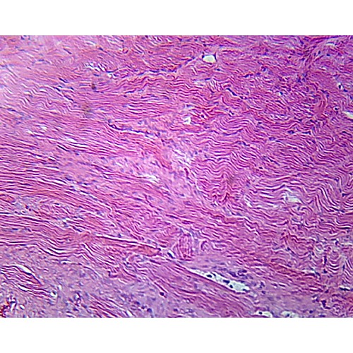 Prepared Microscope Slide,Female Urethra Mammal, C.S.