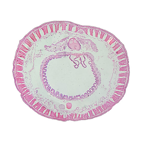 Prepared Microscope Slide,Histology; Earthworm Nephridium W.M.