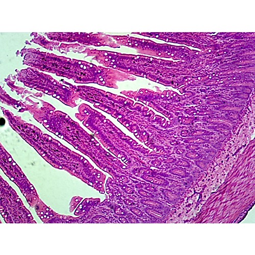 Prepared Microscope Slide,Jejunum, section, mammal small intestine ...