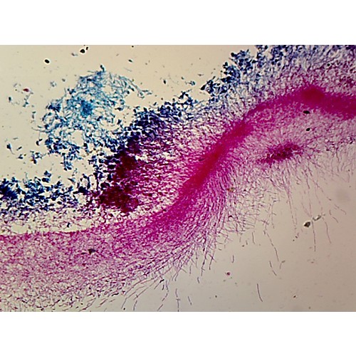 Prepared Microscope Slide,Penicillium W.M. m