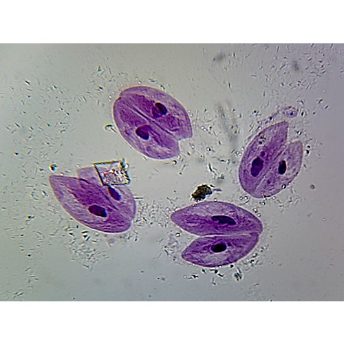 Prepared Microscope Slide,Protista; Paramecium Conjugation, W.M.