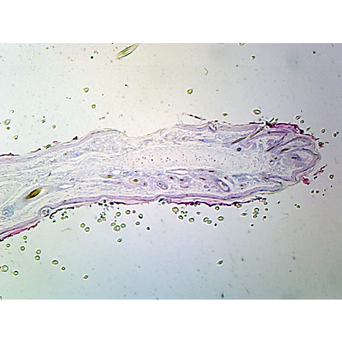 Prepared Microscope Slide,Yellow Elastic Cartilage
