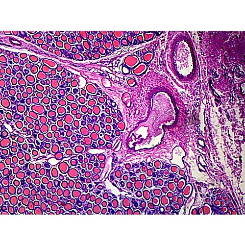 Prepared Microscope Slide,Endocrine System, Thyroid Gland Section