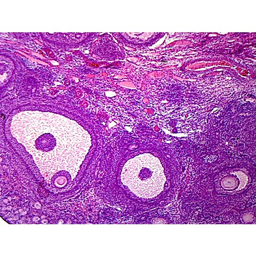 Prepared Microscope Slide,Female Ovary Mature, Mammal