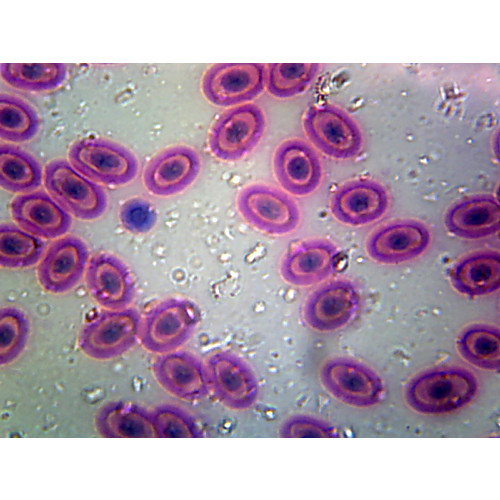 Prepared Microscope Slide,Blood Smear Reptile