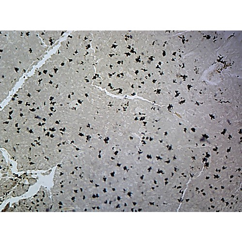 Prepared Microscope Slide,Mitochondria, Pancreas or Intestine Cell