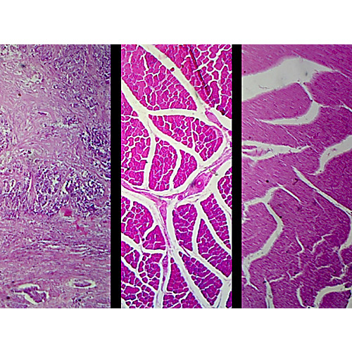 Prepared Microscope Slide,Muscles, Smooth,Cardiac, Striated