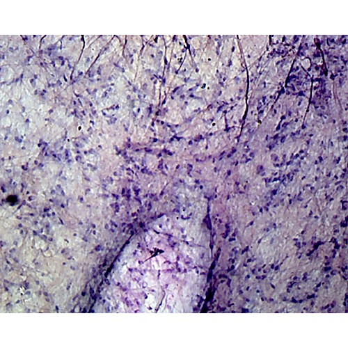Prepared Microscope Slide,Areolar Collagenous & Elastic Fiber