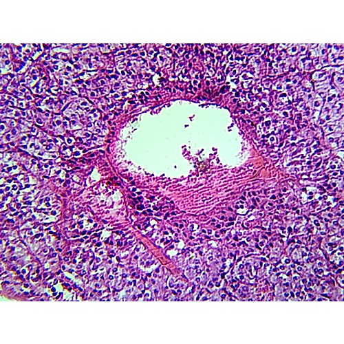 Prepared Microscope Slide,Endocrine System, Adrenal Glands, Mammal