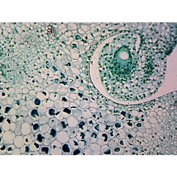 Prepared Microscope Slide,Lilium ovary; Cross Section