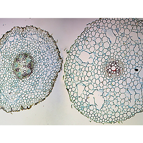 Prepared Microscope Slide,Ranunculus Young and Mature Root C.S.