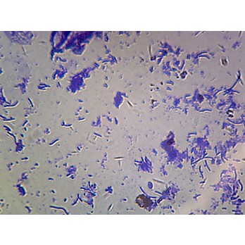 Prepared Microscope Slide,Clostridium Botulinum
