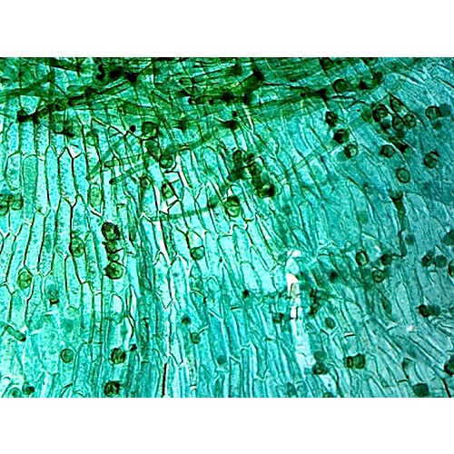 Prepared Microscope Slide,Fern Prothallium, Spores Filamentous
