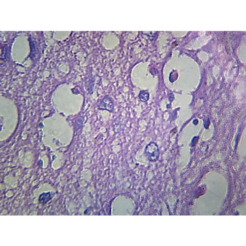 Prepared Microscope Slide,Nervous Tissue, Cerebral Cortex
