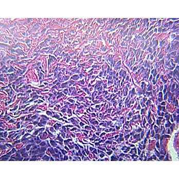 Prepared Microscope Slide,Earthworm, Composite, C.S. Section through ...