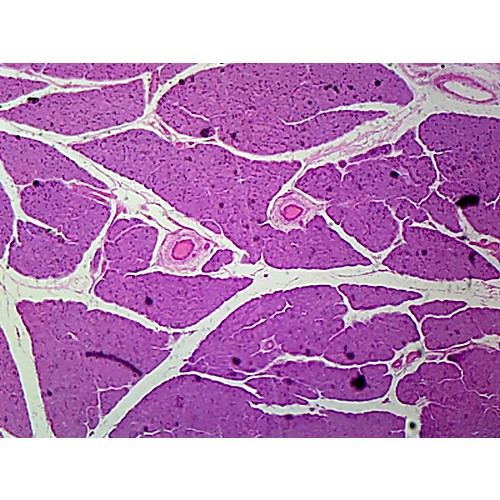 Prepared Microscope Slide,Pancreas, Mammal, Acini Ducts, Islets