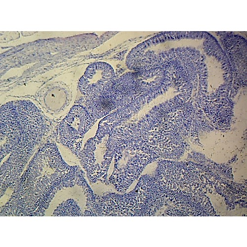 Prepared Microscope Slide,Histology; Testis Section