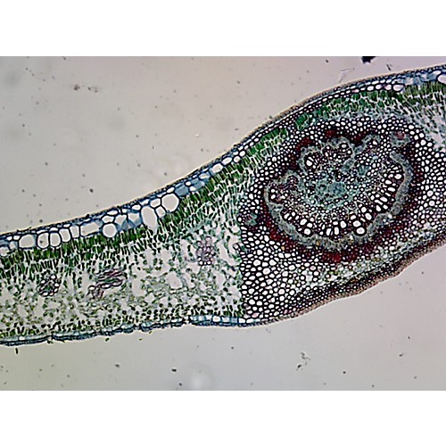 Prepared Microscope Slide,Cellular Organelles, Chloroplasts, Leaf