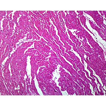 Prepared Microscope Slide,Cardiac, Striated Muscle C.S.,Human