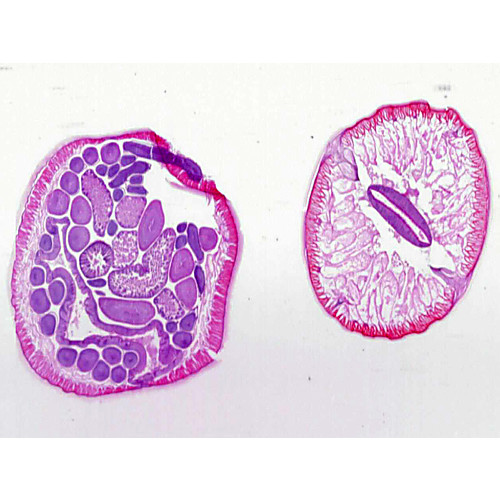 Prepared Microscope Slide,Zoology; Ascaris Lumbricoides Male & Female, C.S.