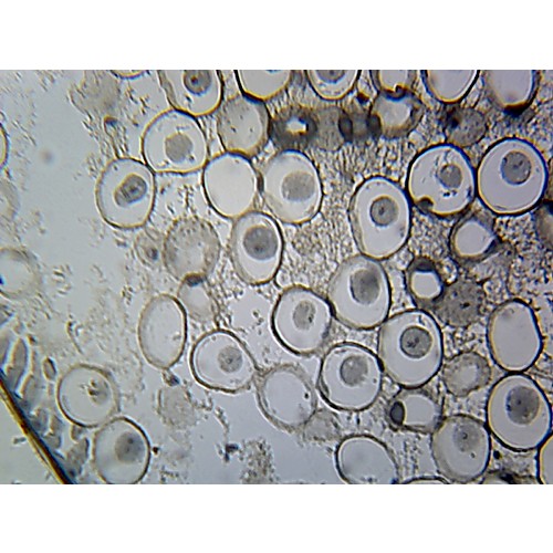 Prepared Microscope Slide,Cellular Organelles Centrioles, Animal