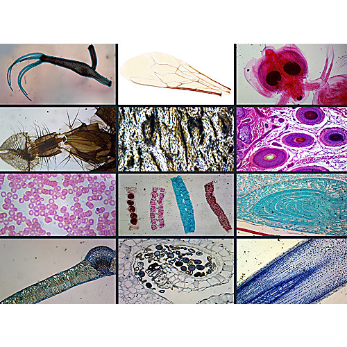 Prepared Microscope Slide,Zoology Microscope Slides Set, 23 slides per set