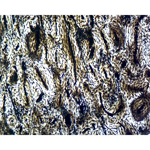 Prepared Microscope Slide,Compact Bone Non-Stained