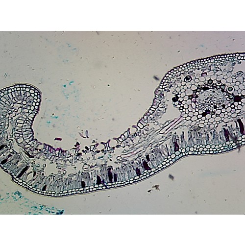 Prepared Microscope Slide,Gymnosperms Cycads Cycas Leaf C.S.