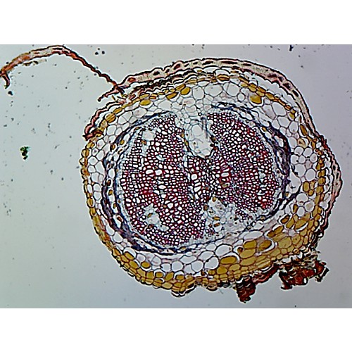Prepared Microscope Slide,Pine Young Root, C.S.