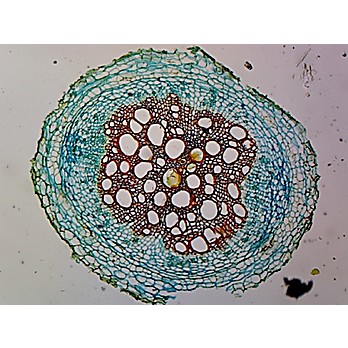 Prepared Microscope Slide,Angiosperms Roots, Dicot, C.S.